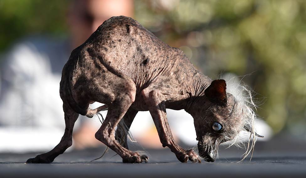 World s Ugliest Dog Crowned World s Ugliest Dog Crowned
