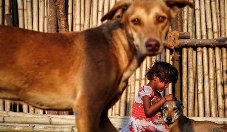 Stray dogs may have a natural ability to understand human gestures- The ...