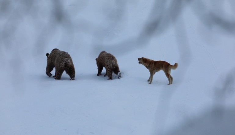 'Khee' highlights the worrying trend of stray dog attacks in Ladakh ...
