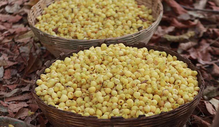 How Mahua has become a cause of conflict in Telangana forests- The Week