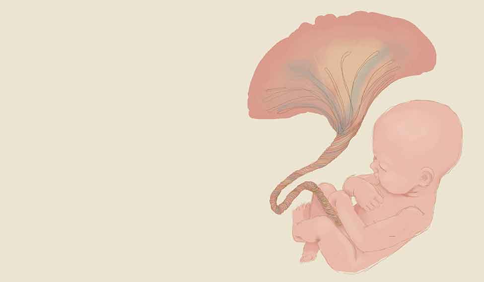 Human Placenta Tree Of Life