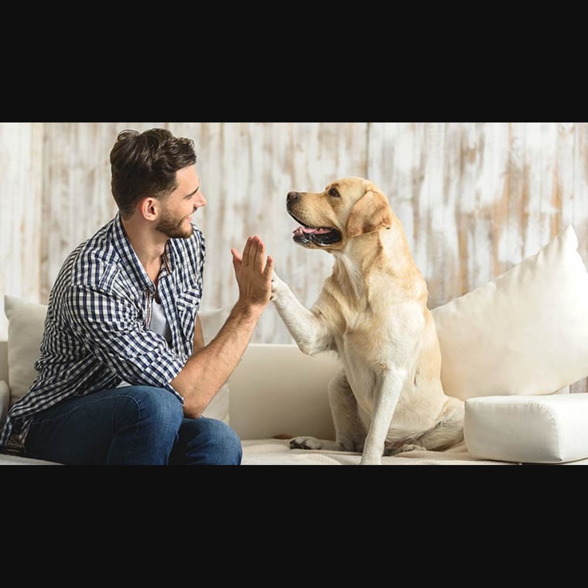Can Dogs Tell When Your Stressed