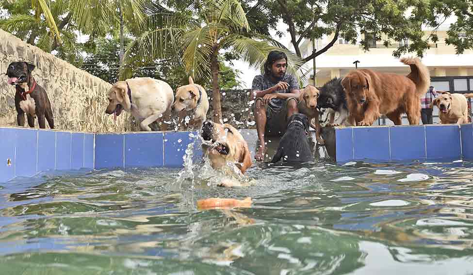 Dogged determination