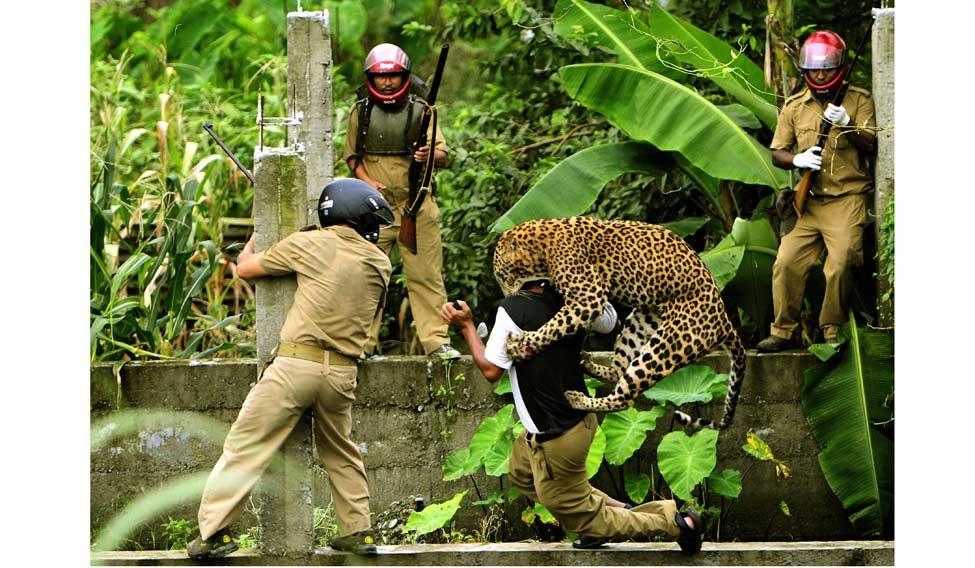 Shooting a leopard