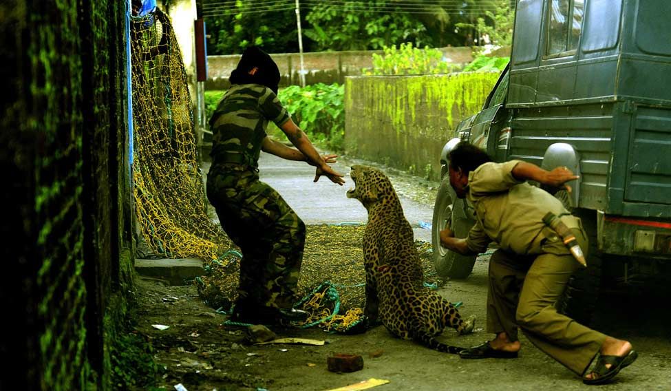 Shooting a leopard