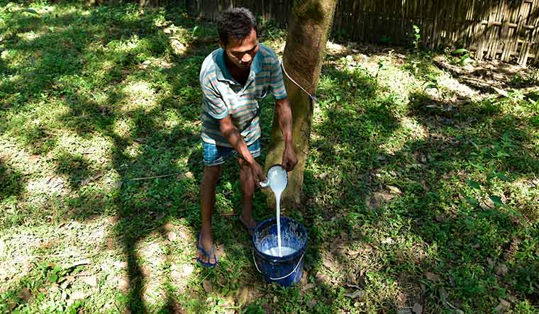 As Indian rubber turns 120, northeast witnesses planting boom- The Week