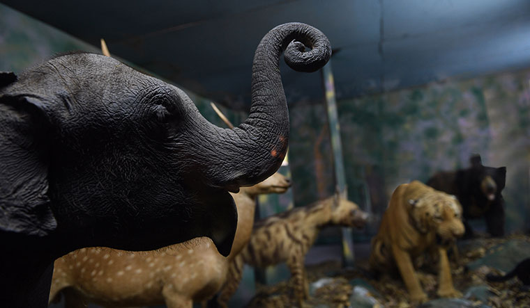 Wild wild stuff: How British loot of India's jungles fuelled the world ...