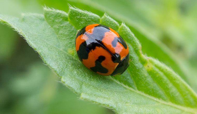 Bug studio- The Week