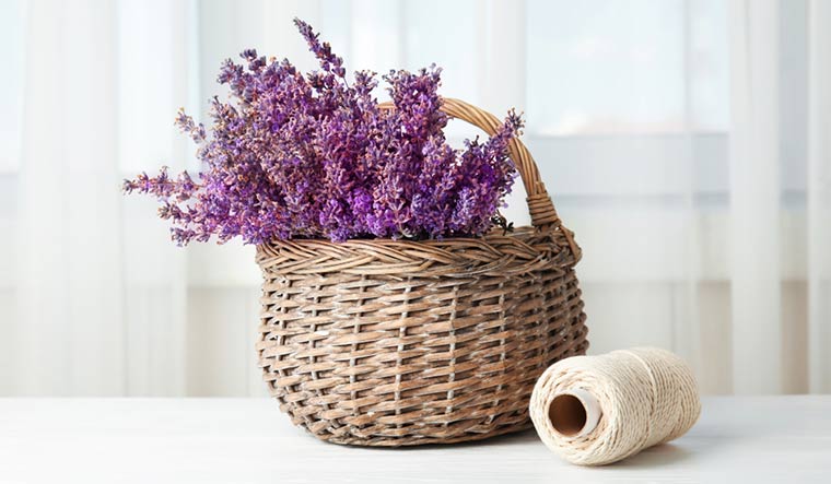 Most wanted plants- The Week