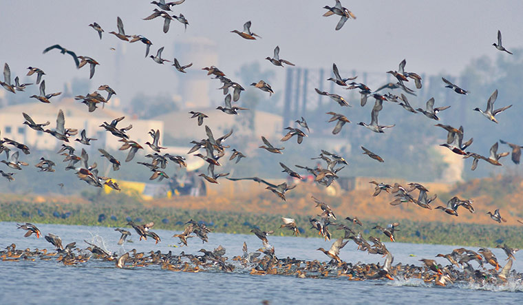 Change in spring arrival of migratory birds due to climate change- The Week