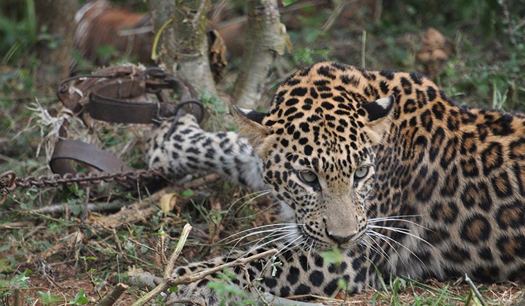 Leopard enters Gujarat secretariat, caught by forest department- The Week