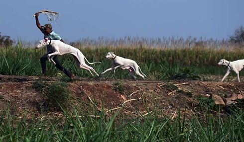 When Mudhol hounds found new friends- The Week
