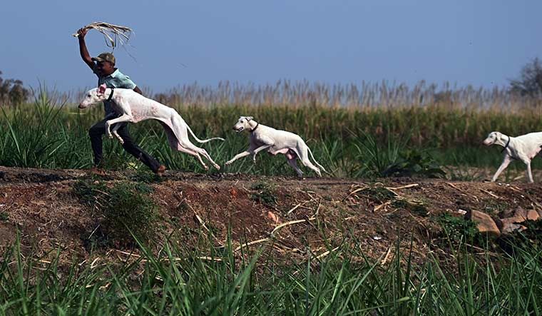When Mudhol hounds found new friends- The Week