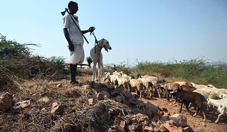 When Mudhol hounds found new friends- The Week