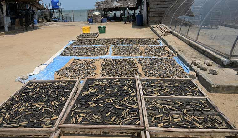 Why China-funded sea cucumber farming in Sri Lanka is alarming India ...