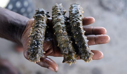 Why China-funded sea cucumber farming in Sri Lanka is alarming India ...