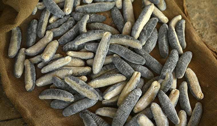 Why China-funded sea cucumber farming in Sri Lanka is alarming India ...