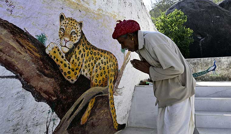 Inside Bera, where leopards and humans live in harmony- The Week