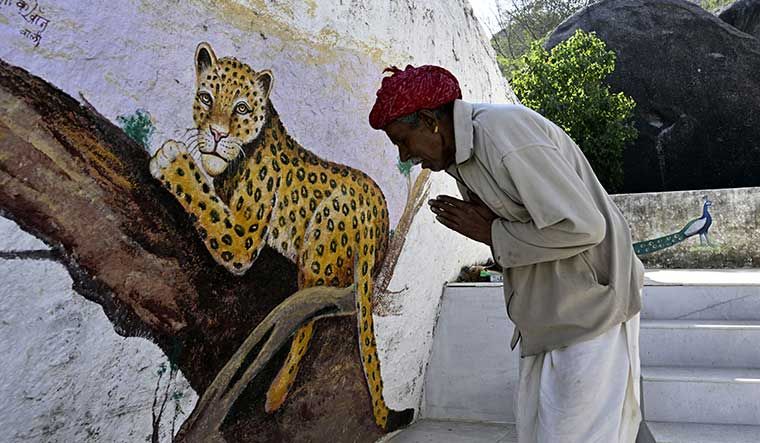 Inside Bera, where leopards and humans live in harmony- The Week