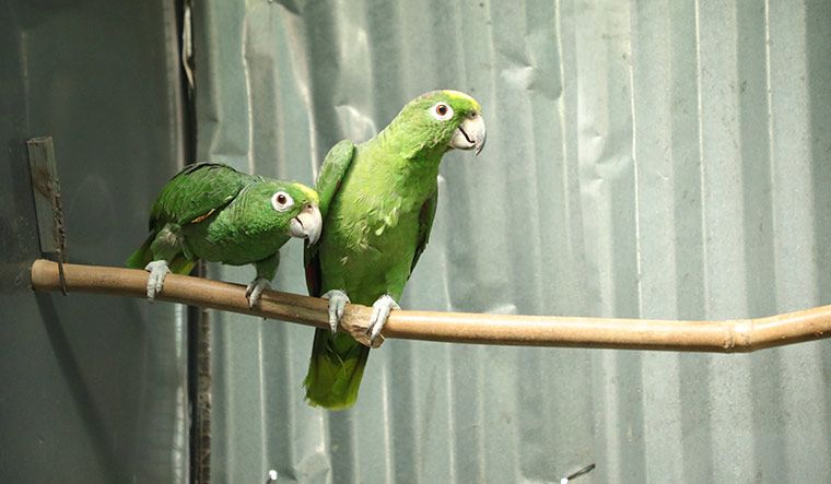Meet avian veterinarian Rani Maria Thomas whose hospital boasts of ...