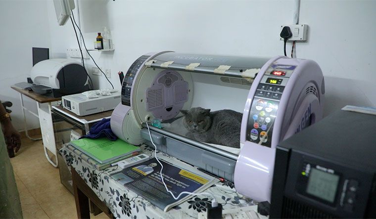 Meet avian veterinarian Rani Maria Thomas whose hospital boasts of ...