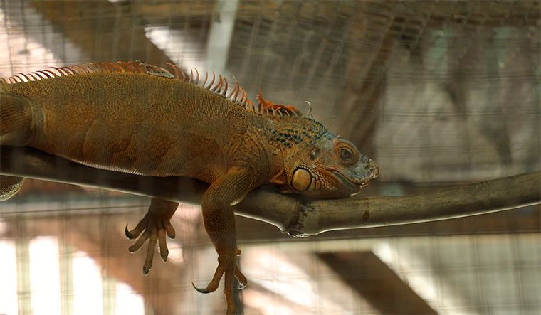 Meet avian veterinarian Rani Maria Thomas whose hospital boasts of ...