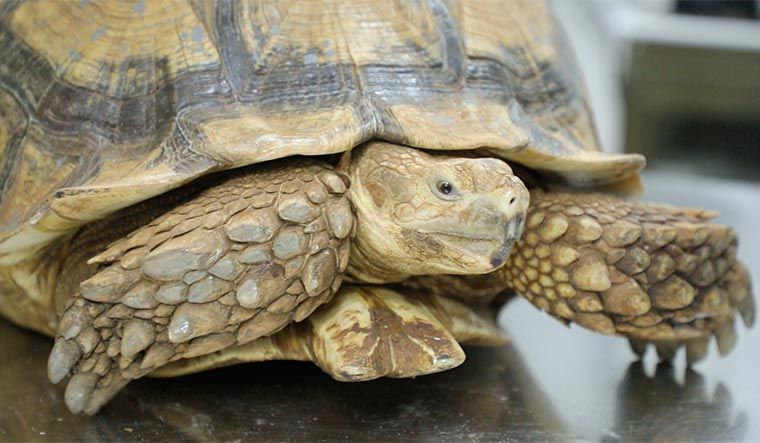 Meet avian veterinarian Rani Maria Thomas whose hospital boasts of ...
