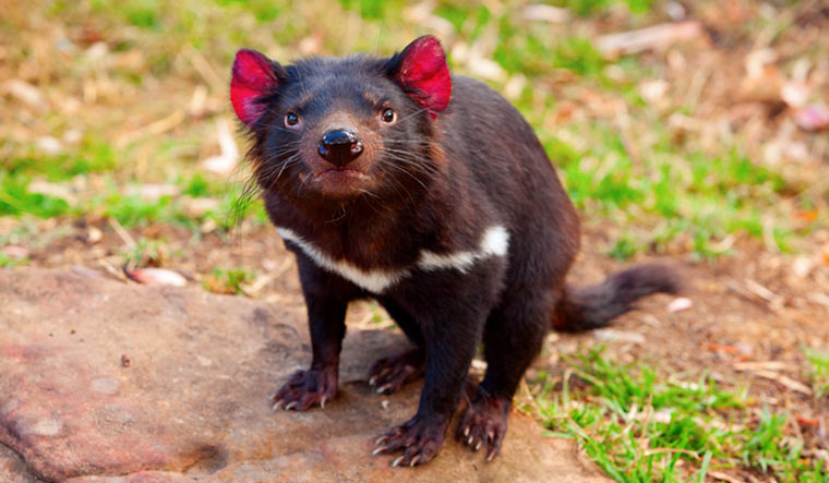 First Tasmanian devil joeys born on mainland Australia in 3,000 years ...
