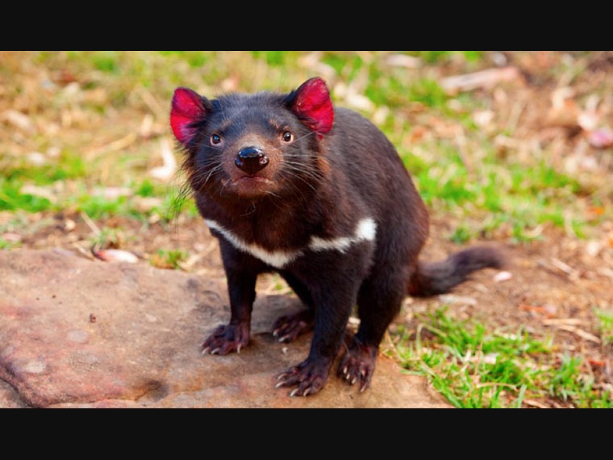 Tasmanian Devil Facts Australian Marsupials Endangered
