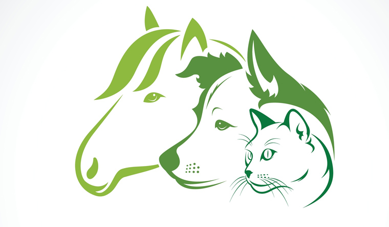 How mammals thrived after the dinosaur extinction- The Week