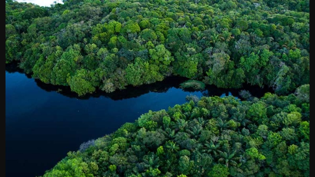 Amazon Basin Natural Vegetation