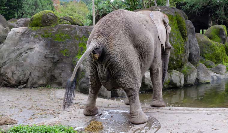 Fossilized Poop offers clue to animal behaviour- The Week