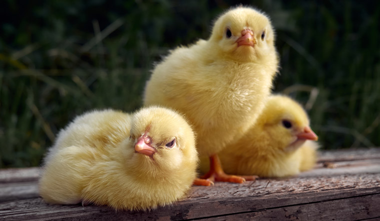 Newborn chicks are attracted to objects that move upwards- The Week