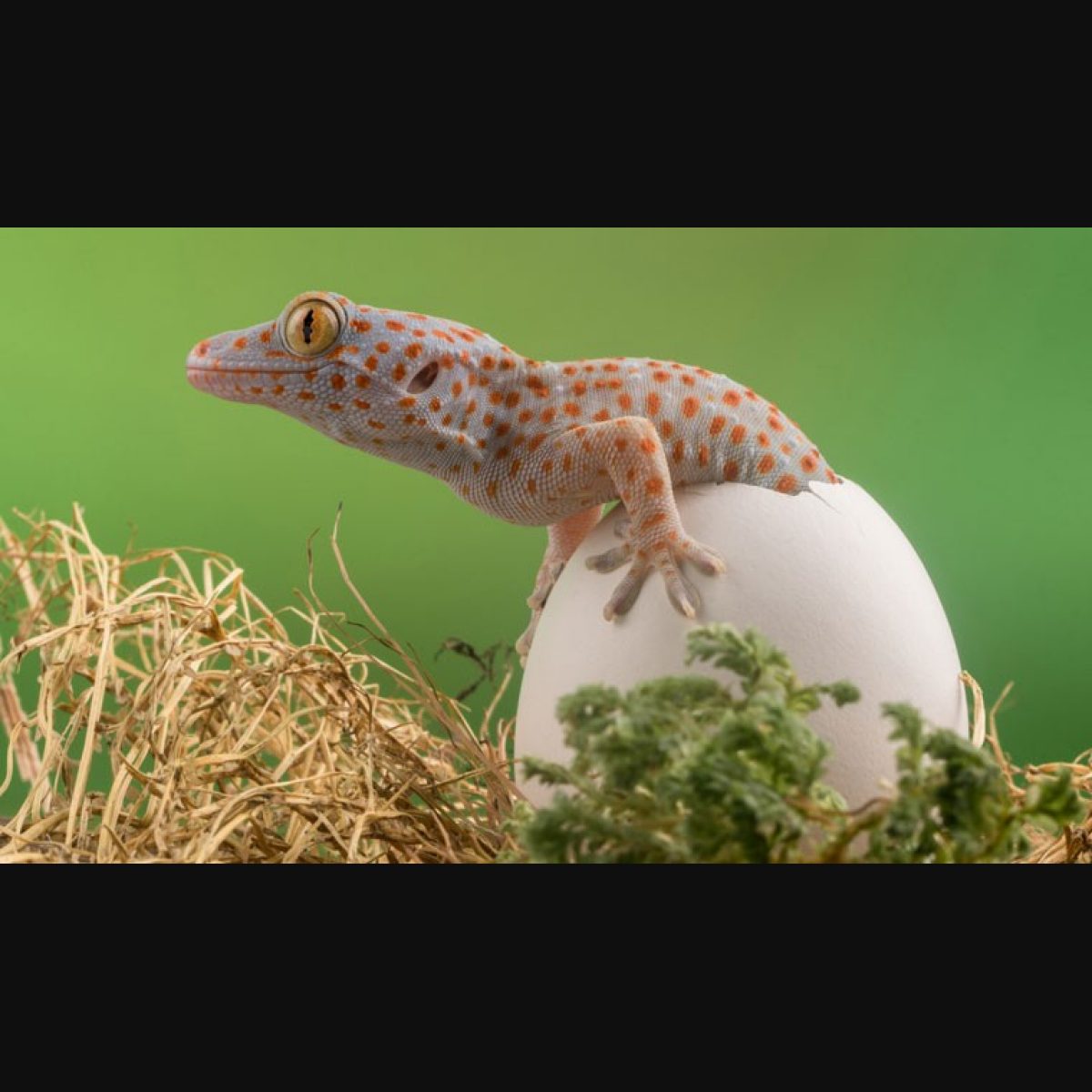 Reptile Reproduction