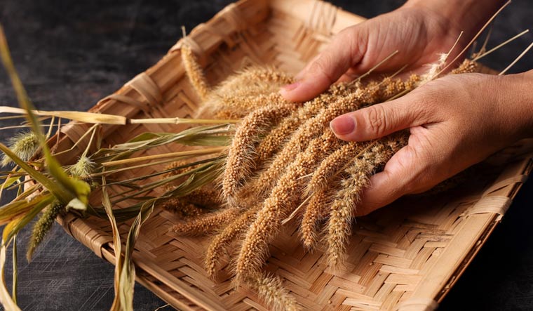 Whole genome of highly adaptable foxtail millet sequenced- The Week