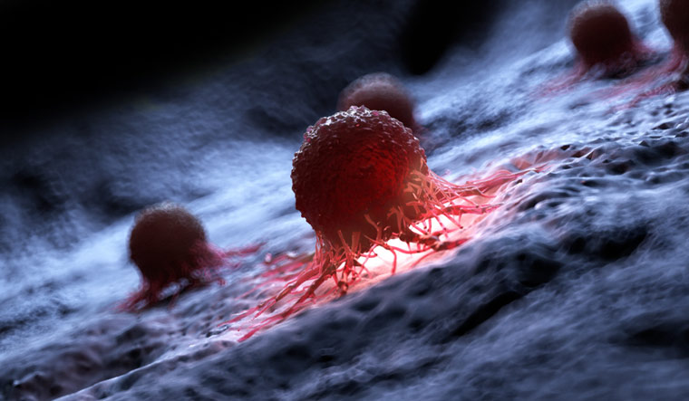 Microbes in tumours: Exploring the role of bacteria in cancer growth ...