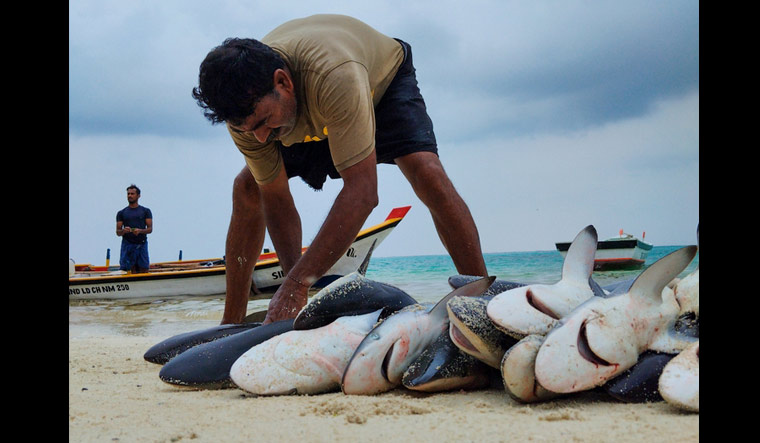 CMFRI advocates spatial and temporal fishing regulations to protect ...