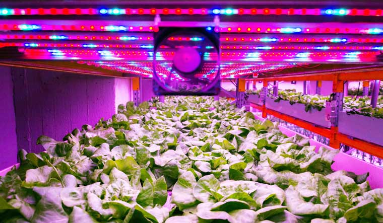 Trends in farming: Growing crops with a jolt of electricity- The Week