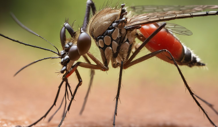 How eggs of dengue-carrying mosquito survive found- The Week