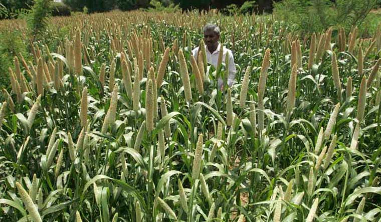 Govt push for Millets in Midday Meal scheme might come as a breather ...