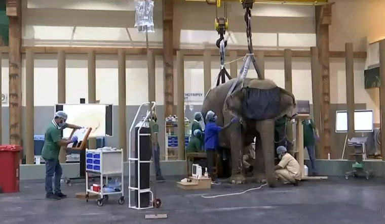 Reliance launches Vantara, an animal rescue and conservation centre, in ...