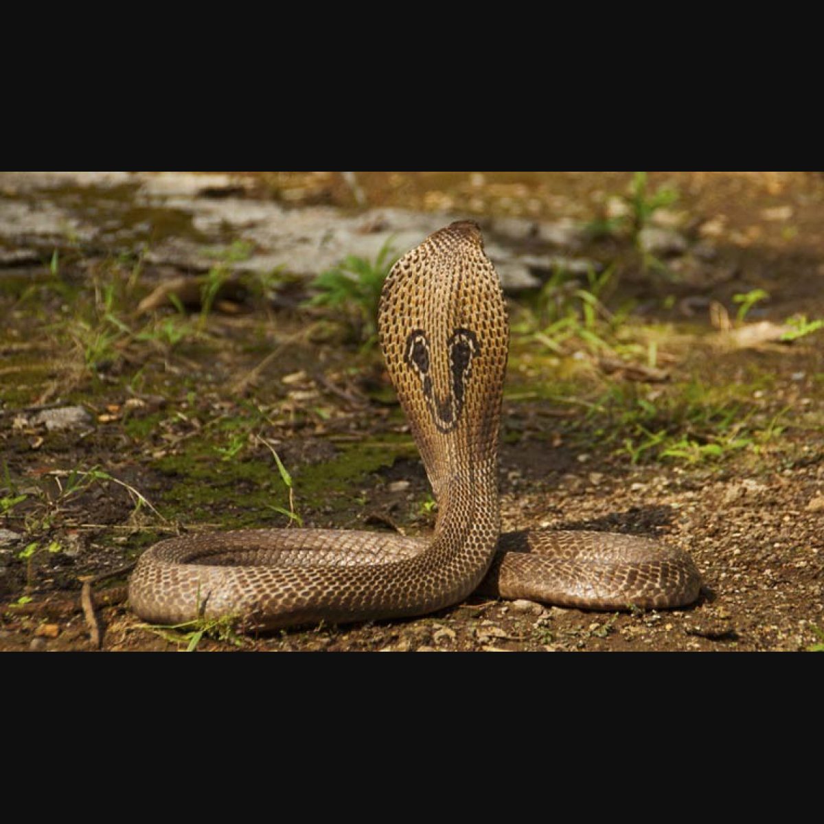 Indian Cobra Snake Attack