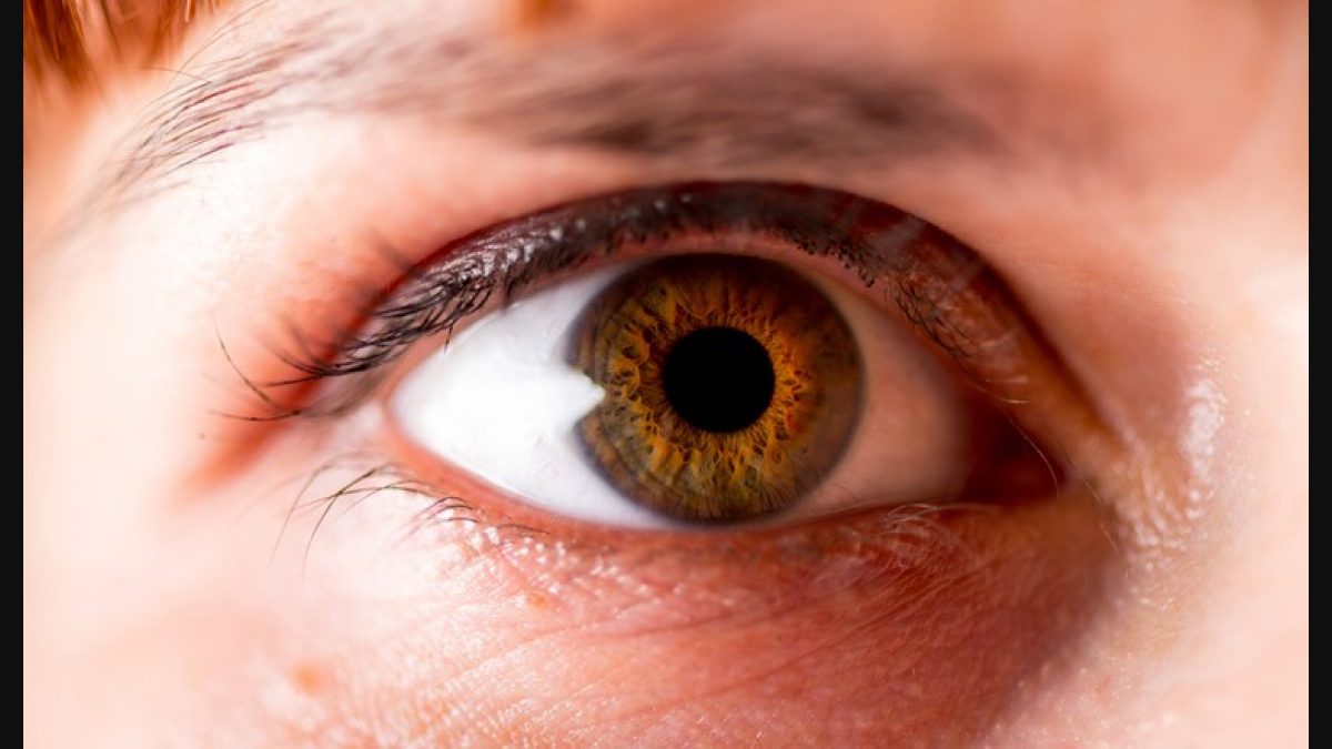 Amoroso Cantidad de dinero Sensible hueso alrededor del ojo dominar Gobernador Por ahí