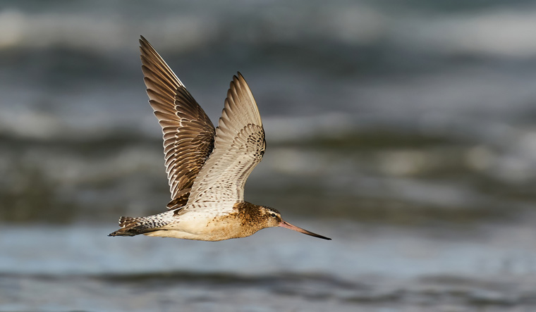 Birds migrate along ancient routes - The Week