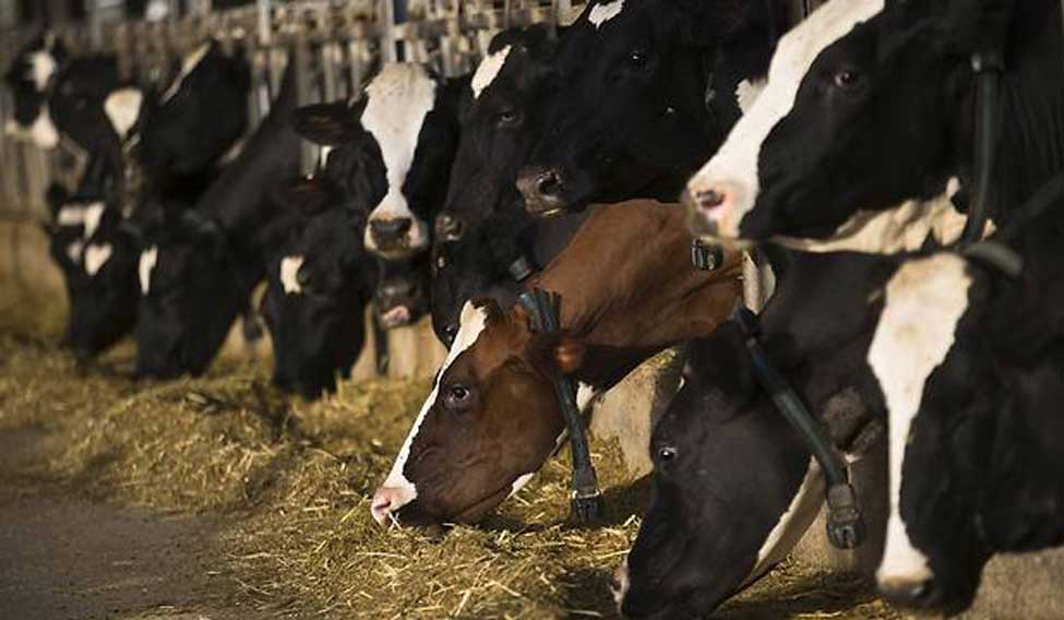 Maharashtra may announce probe into alleged fodder scam