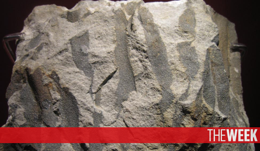 How the first trees grew so tall