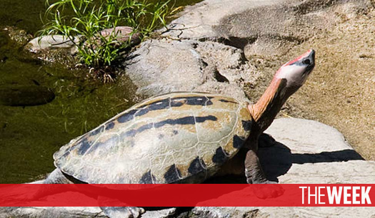 Conservation efforts: International award for Operation Save Kurma