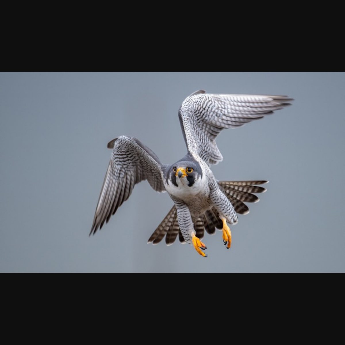 Peregrine Falcon Flying Speed