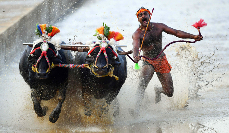What is Kambala race, that shot Srinivasa Gowda to fame?- The Week
