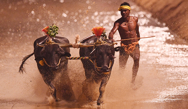 What is Kambala race, that shot Srinivasa Gowda to fame?- The Week